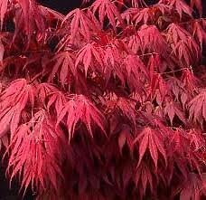 Oregon Sunset Japanese Maple 1 - Year Graft | eBay