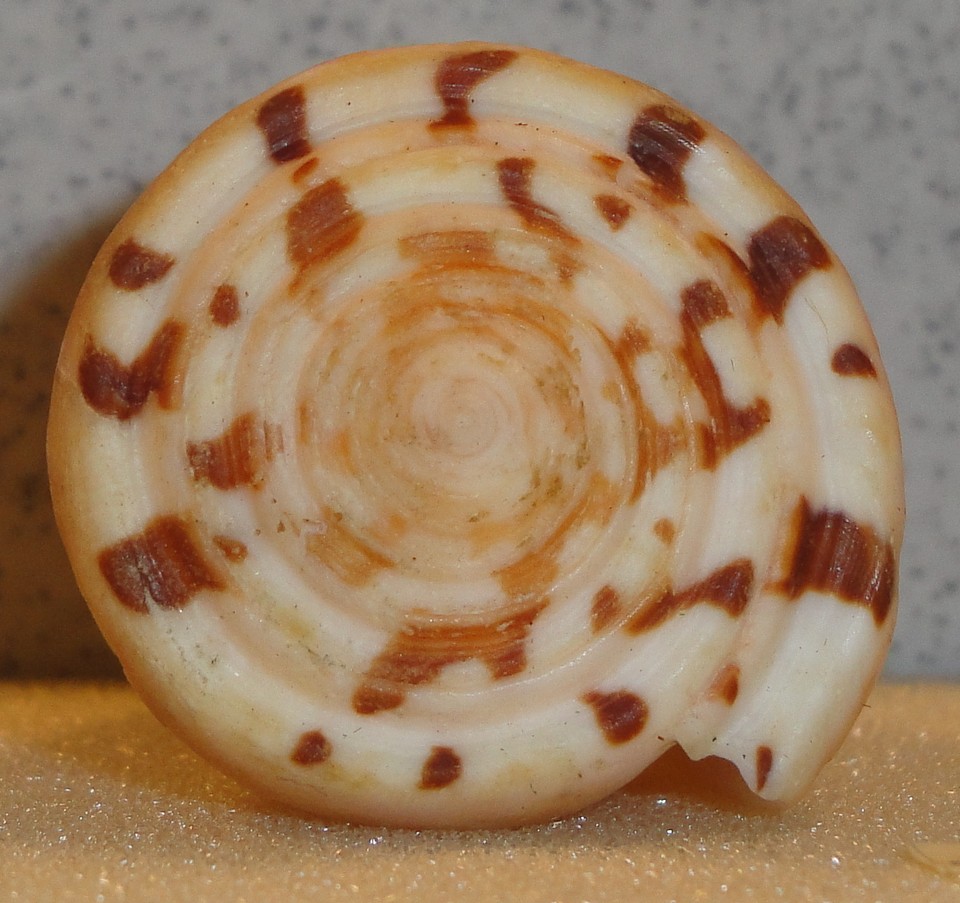 Conus Barthelemyi 70mm N. Tip Mauritius Island,Mascarene Islands 150 ft ...
