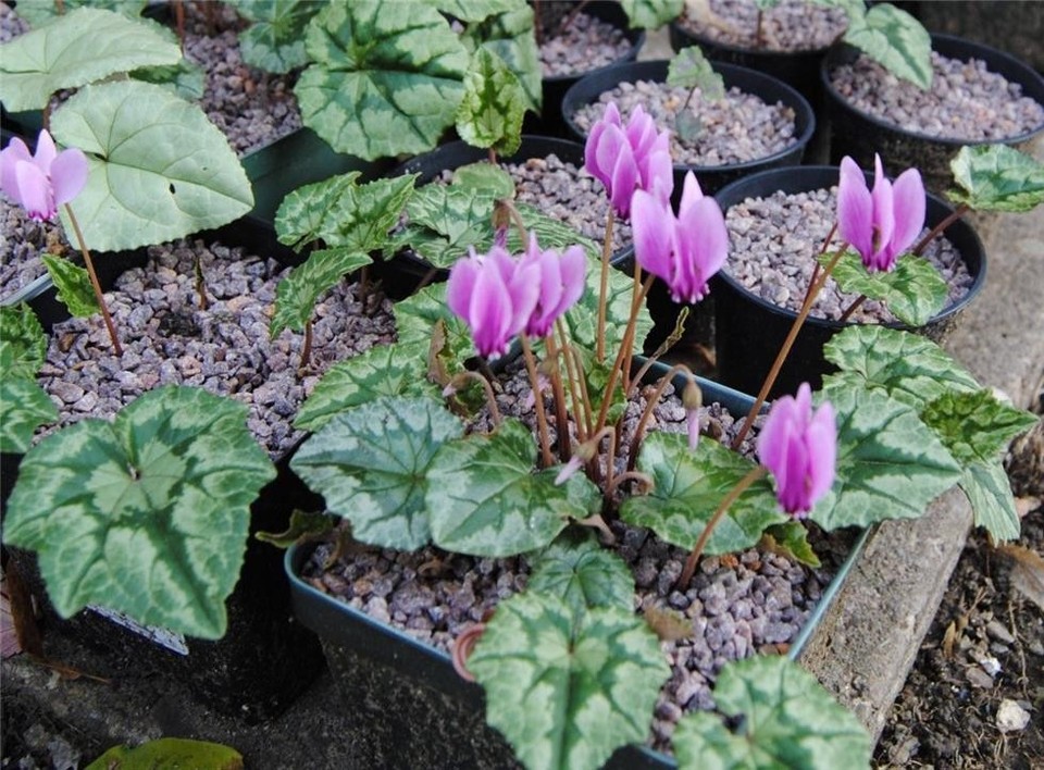 4 x Mini Hardy Cyclamen Plants for Pots+Baskets+Rockery,Tracked Post, Autumny! | eBay UK