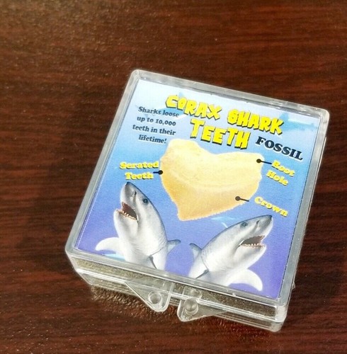 FOSSIL SHARK TEETH-CORAX POP-UP Display Retail (60 Boxes Inside POP ...