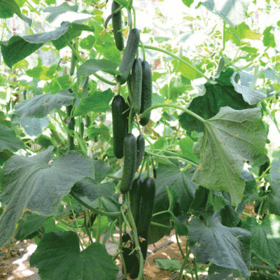 Vegetable Cucumber - Merlin - Kings Seeds - 5 Seeds | eBay UK