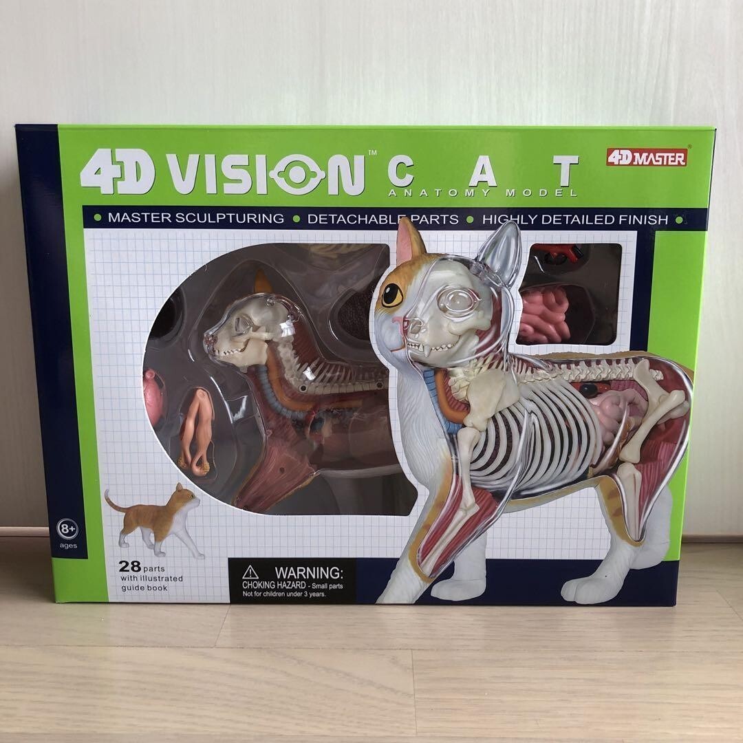Anatomy Of Cat Feline Anatomy Stock Illustrations – 465 Feline