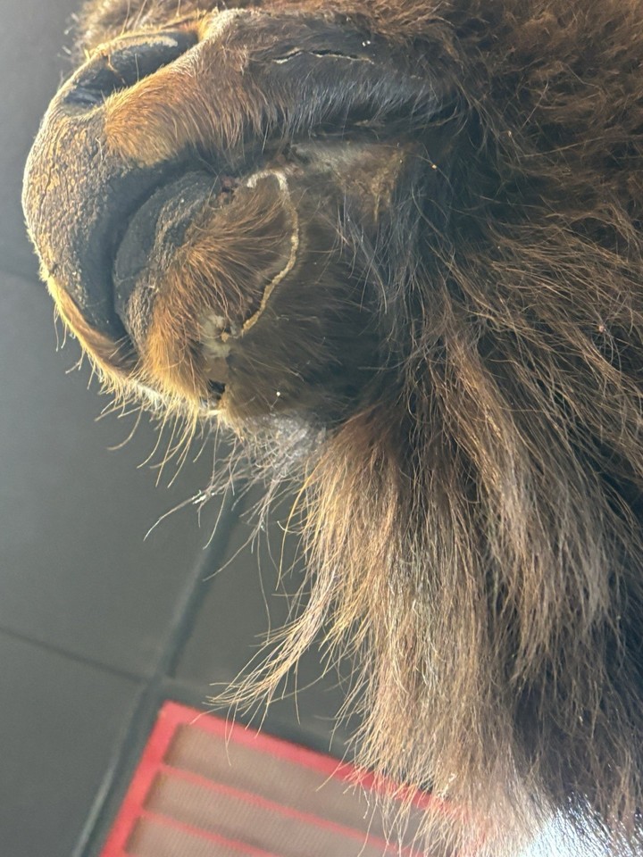 Real Buffalo / Bison Head Taxidermy Mount Neck Mount | eBay