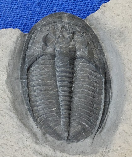 CERNUOLIMBUS LUDVIGSENI trilobite, Late Cambrian. | eBay