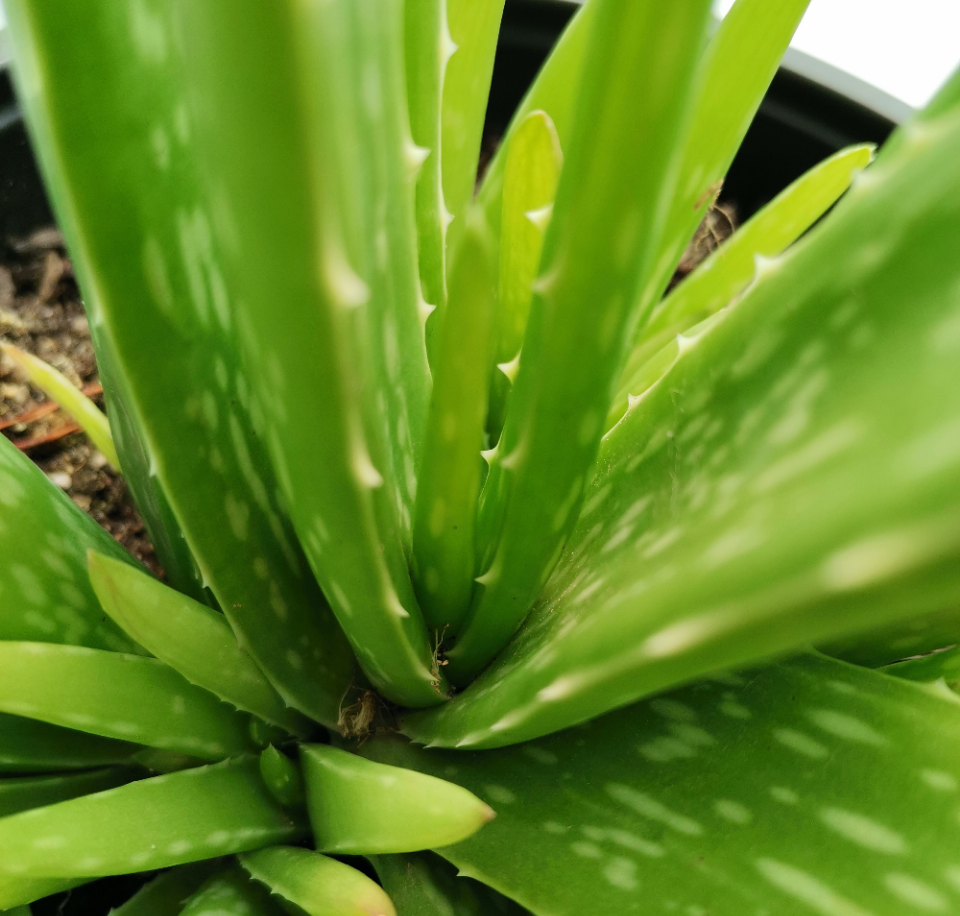 Aloe Vera Hybrid True Aloe Seeds Free Shipping! | eBay