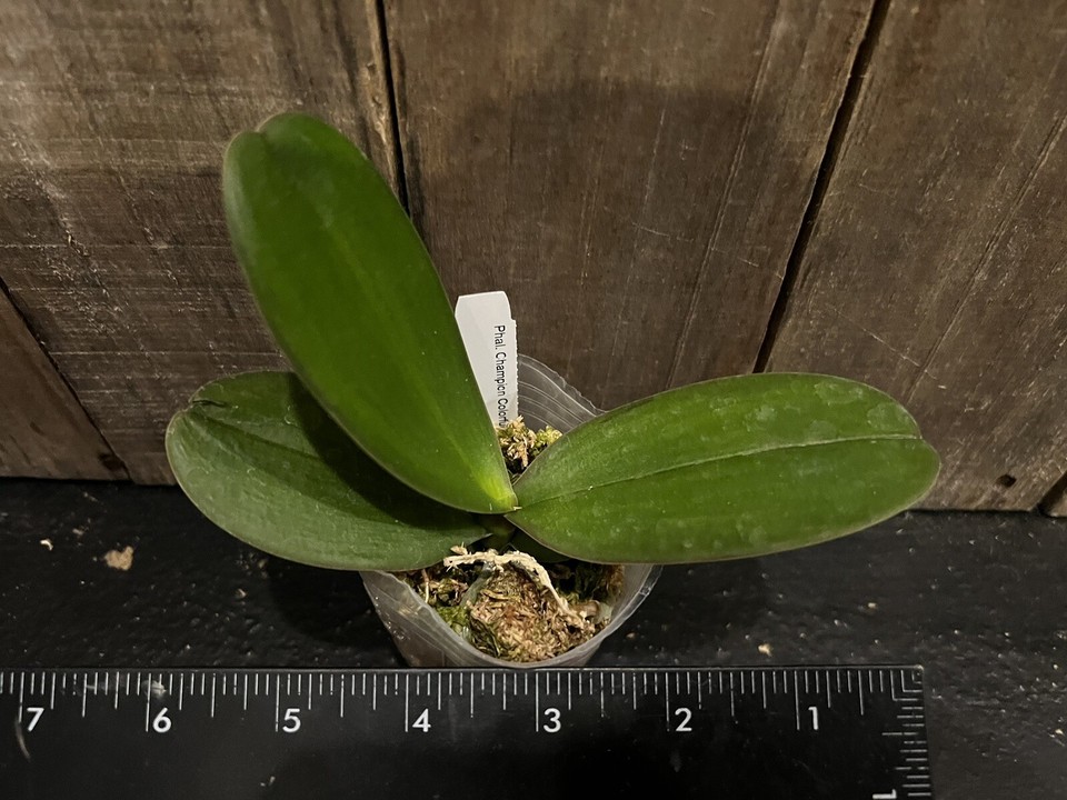 Phal. Champion Colorful, Mature Size, FREE Shipping | eBay