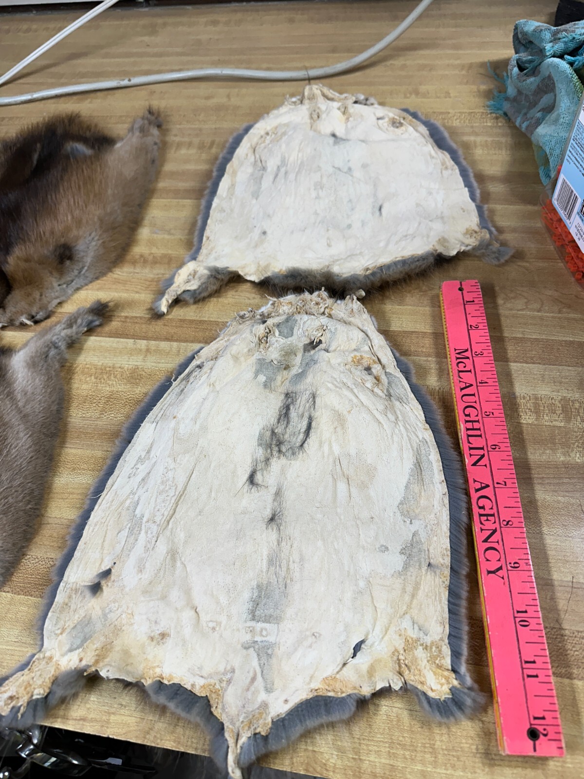 Tanned Muskrat Hide Medium Size ( Split Open ) Buying Only One | eBay