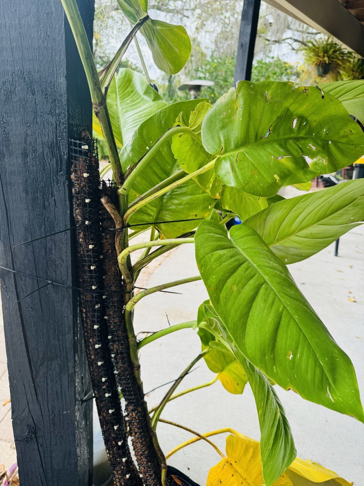 Golden Aurea Pothos Giant | eBay