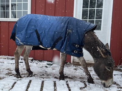 Donkey Longear Winter Turnout Blanket - mini donkey | eBay