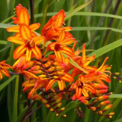 PICK YOUR CROCOSMIA BULBS - Dragon Flower - Choose From (10) Different ...