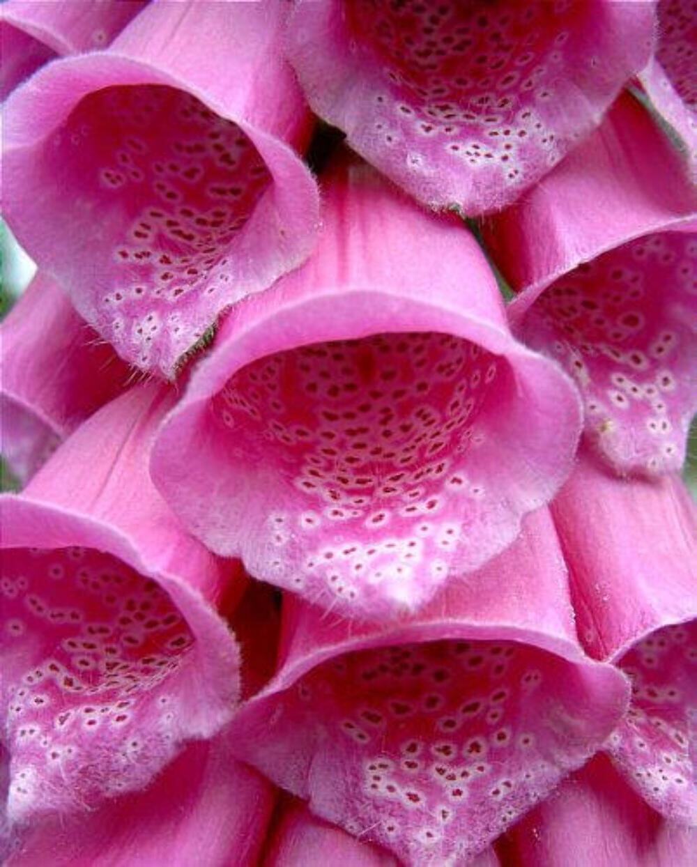 1000 DWARF FOXY MIX FOXGLOVE Digitalis Purpurea Flower Seeds | eBay