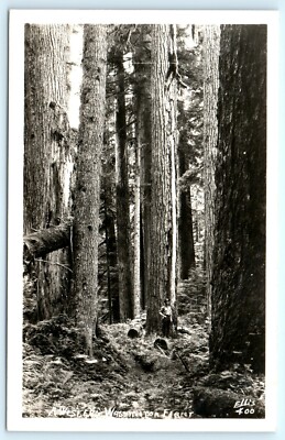 POSTCARD RPPC A Western Washington Forest Lumberjack Tall Trees Ellis ...