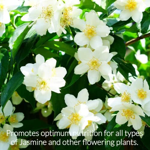 Professional Liquid Jasmine Fertilizer | 3-1-2 Concentrate for Plants ...