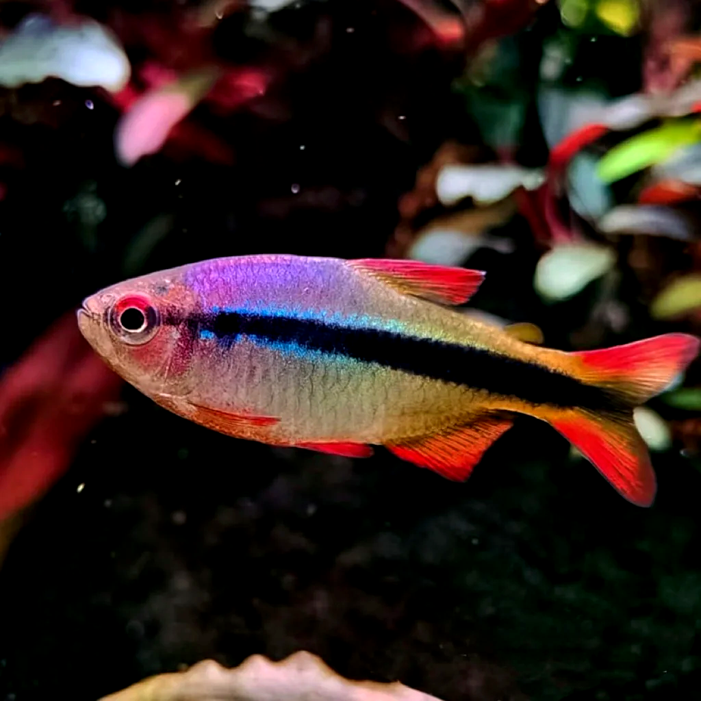 10 Imperial Lapis Tetra TANK BRED! HIGH QUALITY!! RARE TETRA FISH!! | eBay
