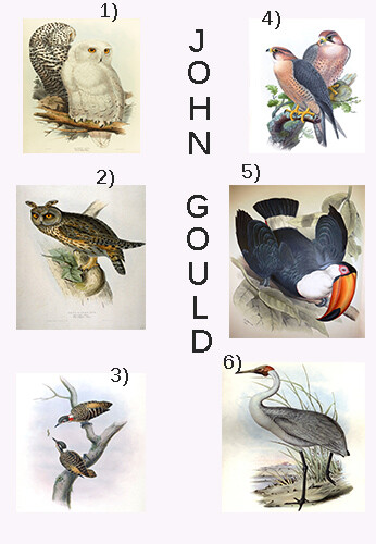 Vintage print Framed art painting Australia John Gould artist bird Owl ...