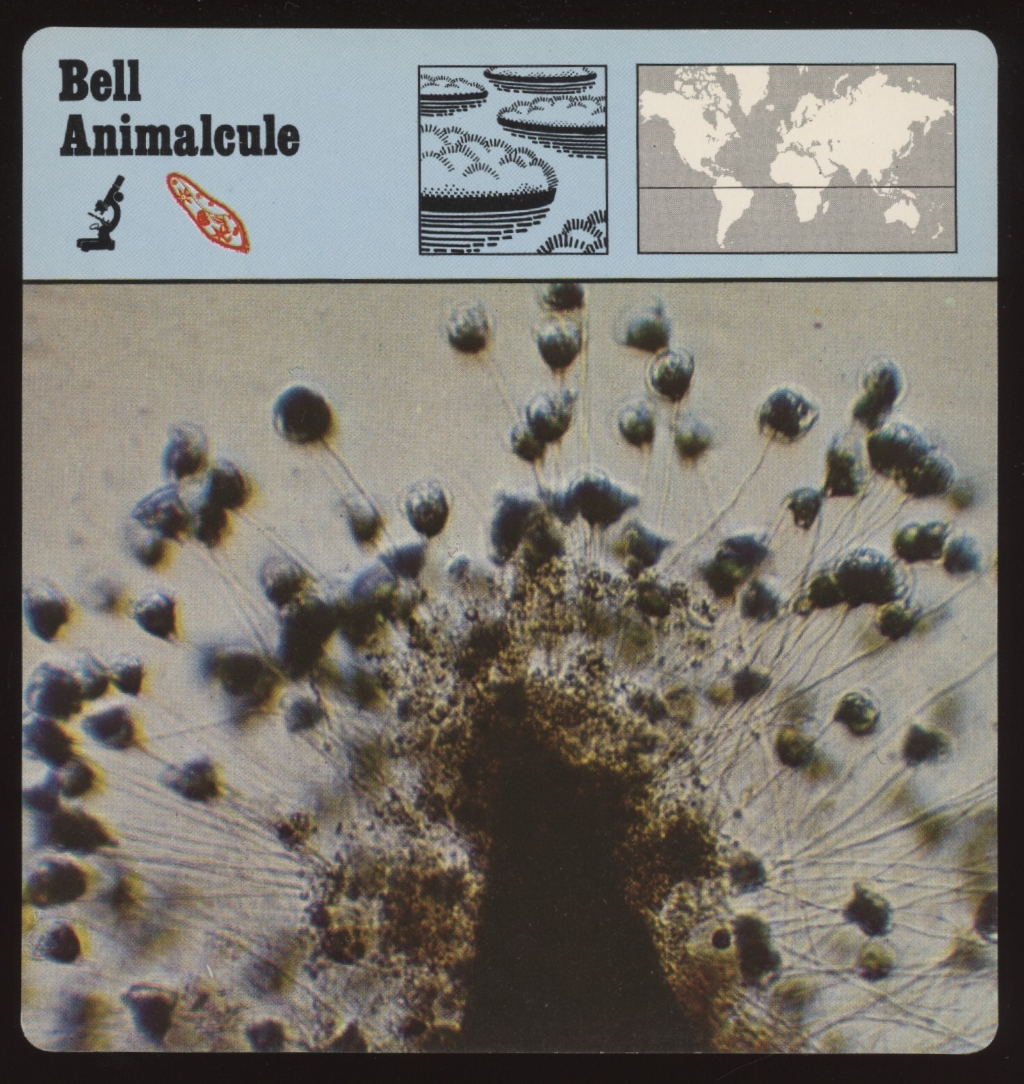 Bell Animalcule Safari Cards Rencontre One Celled Life | eBay