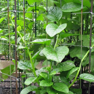 Green Stem Malabar Spinach/Alugbati/Vietnamese Spinach/Pui/Poi Seeds | eBay