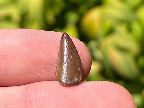 Kryptops palaios Dinosaur Tooth from Niger Cretaceous Abelisaur ...