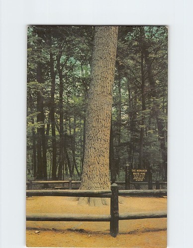Postcard The Monarch Pine, Hartwick Pines State Park, Grayling ...