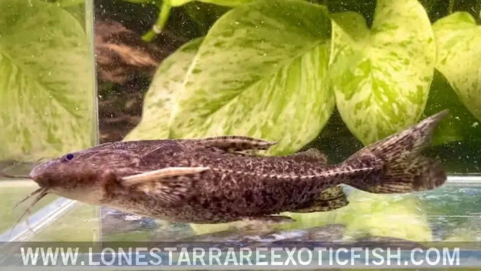 Granulated Catfish / Pterodoras granulosus - Live Aquarium Fish | eBay