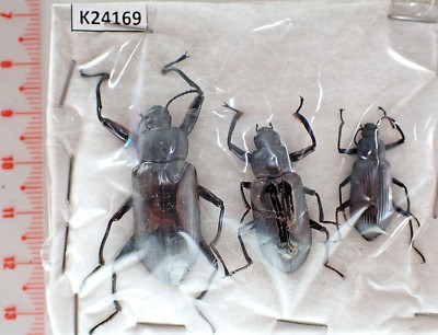 K24169( T5). Insects, butterflies: Tenebrionidae sp. North Vietnam | eBay