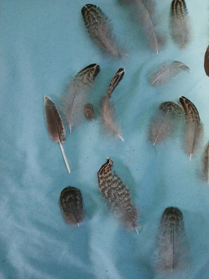 Real Fluffy Little Turkey Feathers 25 Pack Great For Crafts 100% ...