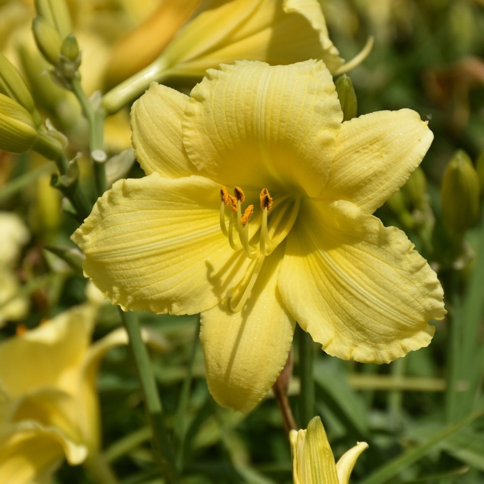 Assorted Daylilies PREORDER - Mixed Daylily Mix, Perennial's Grow Every ...