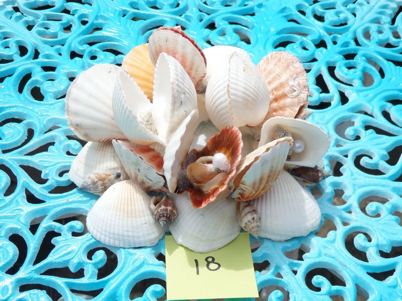 Sea Shell Open