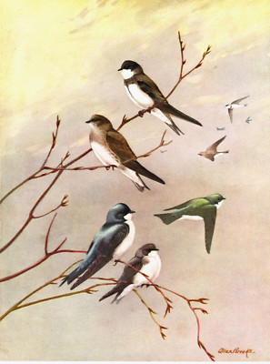 1929 Vintage Print Massachusetts Birds Swallow Bak Rough Winged Tree ...