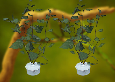 Stick Insect,Leaf Insect Cage,NEW Slimline Twig Pot Pair Keep Leaves ...