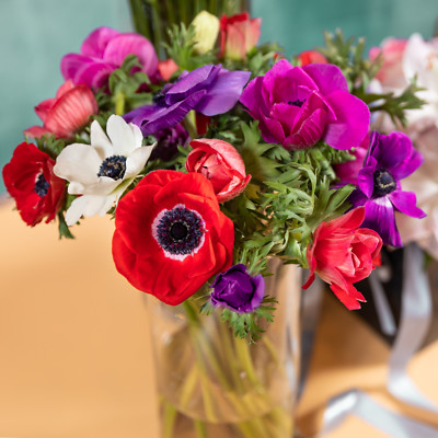 100 Anemone De Caen Mixed Corms Summer Flowering Garden Poppy Cut ...