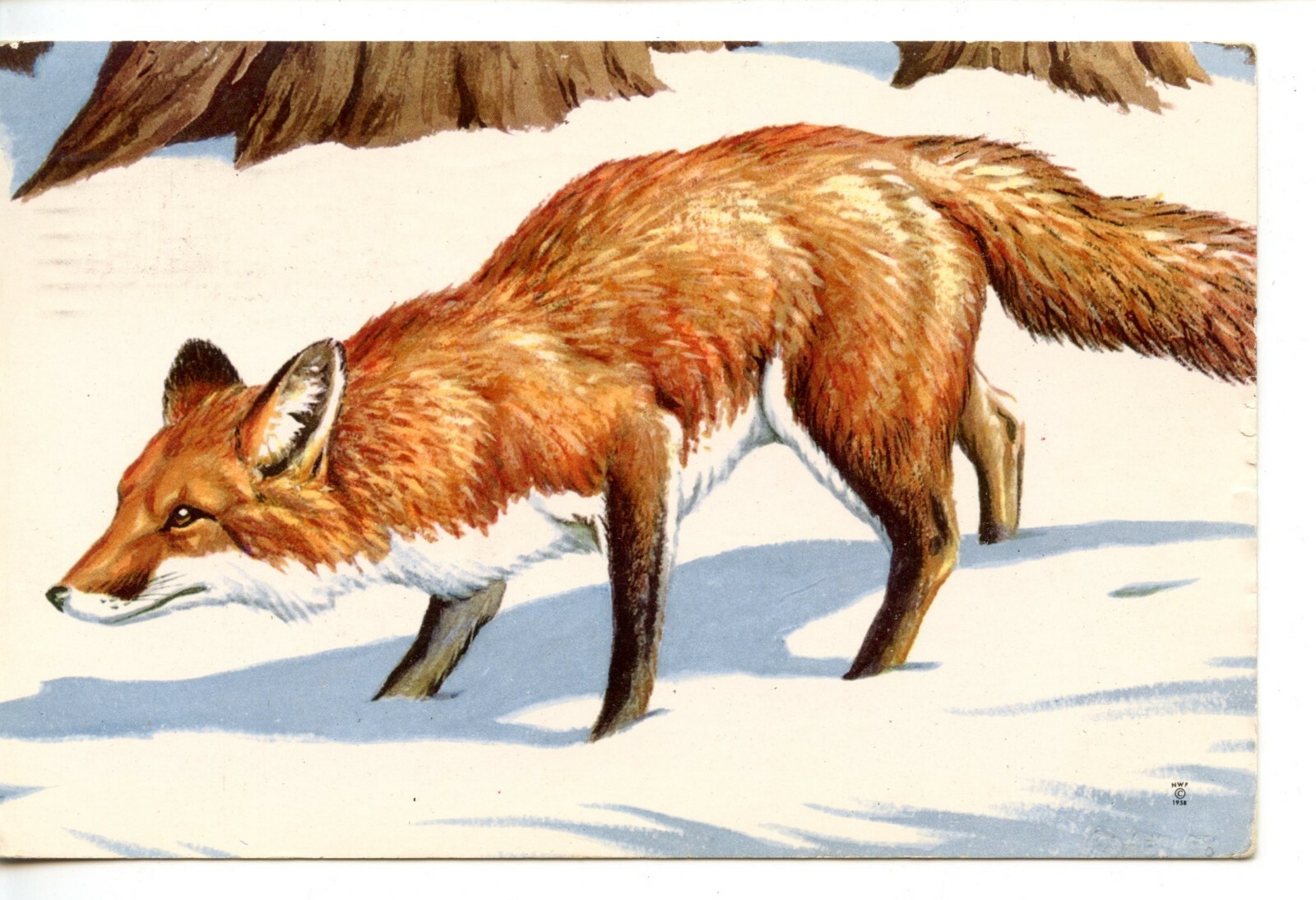 Red Fox Illustration Vintage
