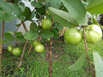 BeauFlora Hybrid Guava ( Arka Amulya , Layering plant ) 1 Bare-Root Plant | eBay