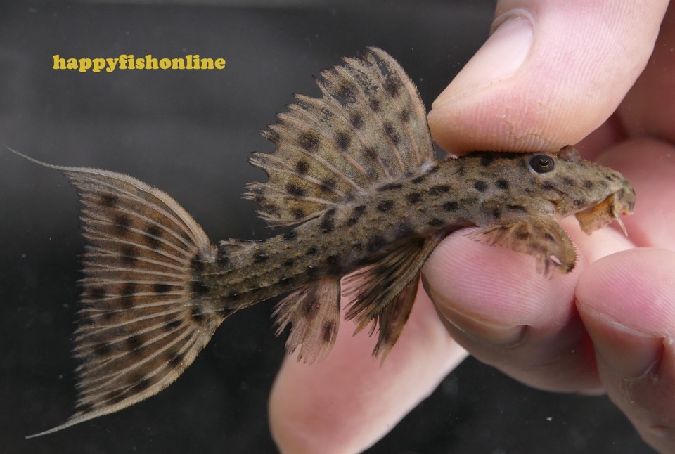 CUTE BABY L096 SPOTTED SPINY CACTUS PLECO! WICKED LITTLE LIVE FISH! WC ...