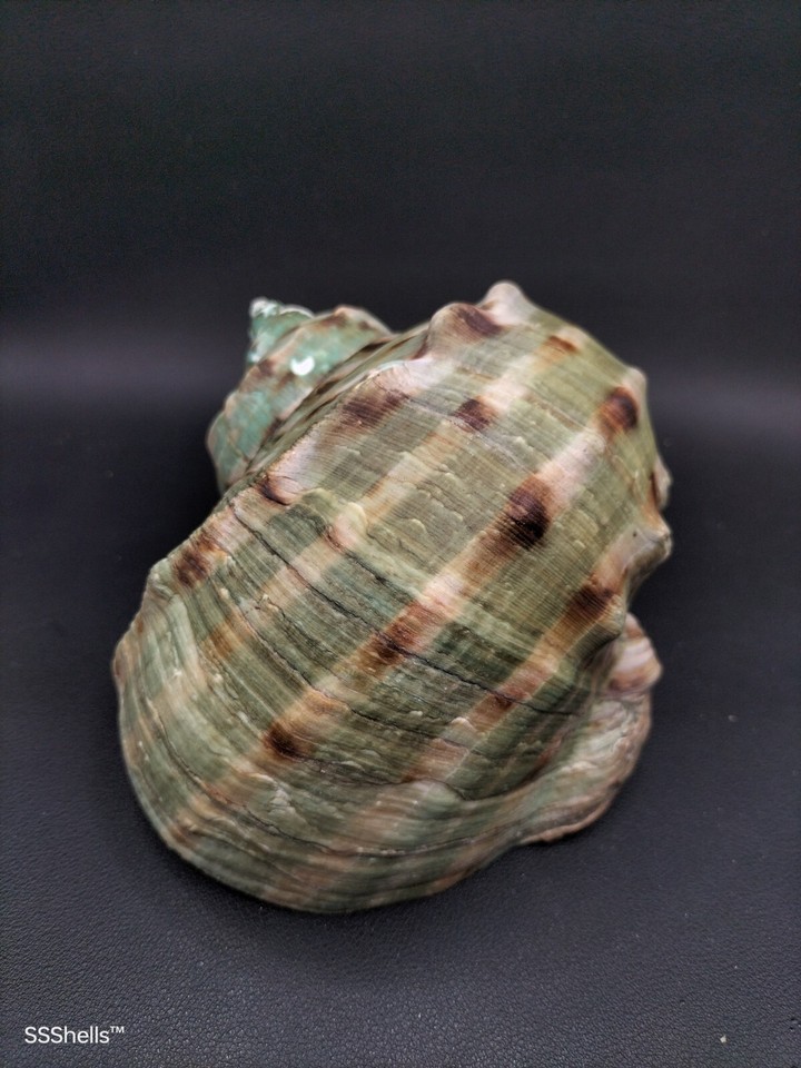 Giant 5.7" natural turbo marmoratus sea shell. Operculum Collectors ...