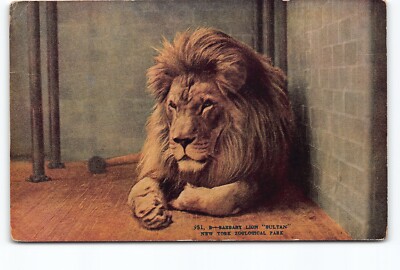 Barbary Lion Sultan New York Zoological Park NY DB Postcard Vtg ...