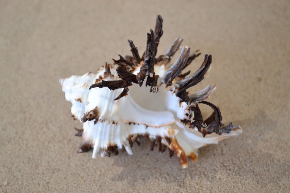 Shells Seashells, Beach Shells, Individual Sea Shells - Choice of Over ...