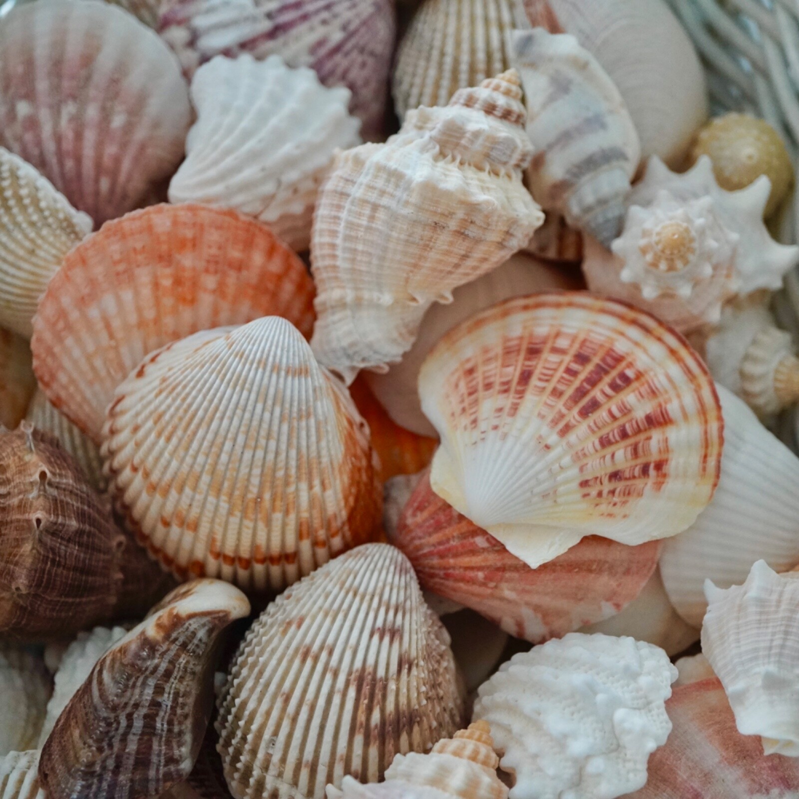 25+ Seashells Natural Mix Ocean Diy Art Craft Beach Decor Assorted Sea ...