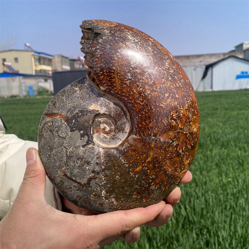 3.19LB Natural Ammonite fossil Quartz Crystal Mineral Specimen Reiki ...