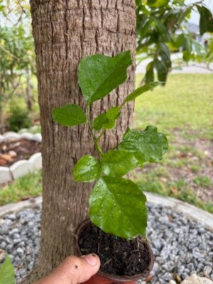 WAMPEE SEEDLINGS (CLAUSENA LANSIUM) aka PINK WAMPEE/FALSE CURRY (NOT ...