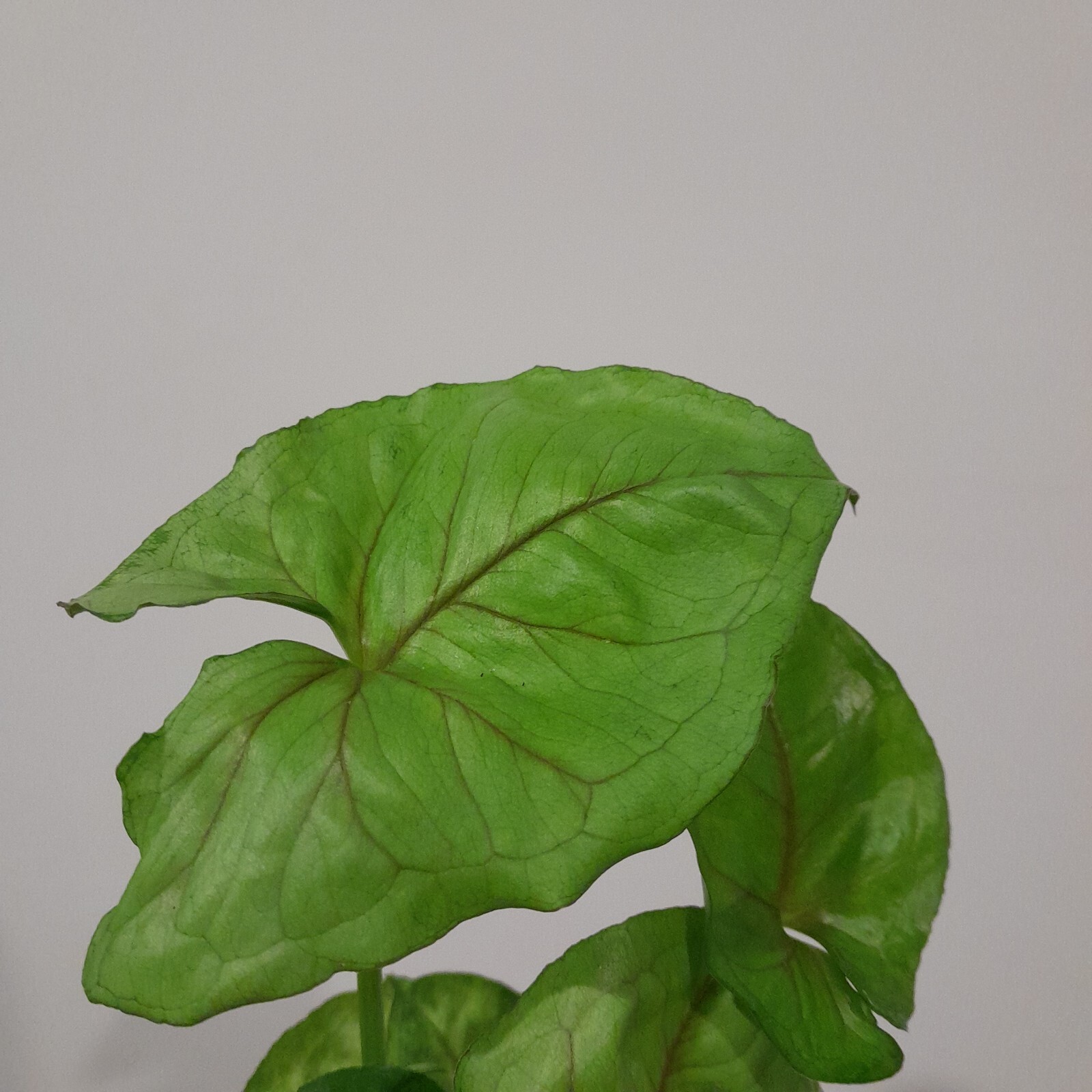 Syngonium Golden Allusion Cutting 15cm | eBay