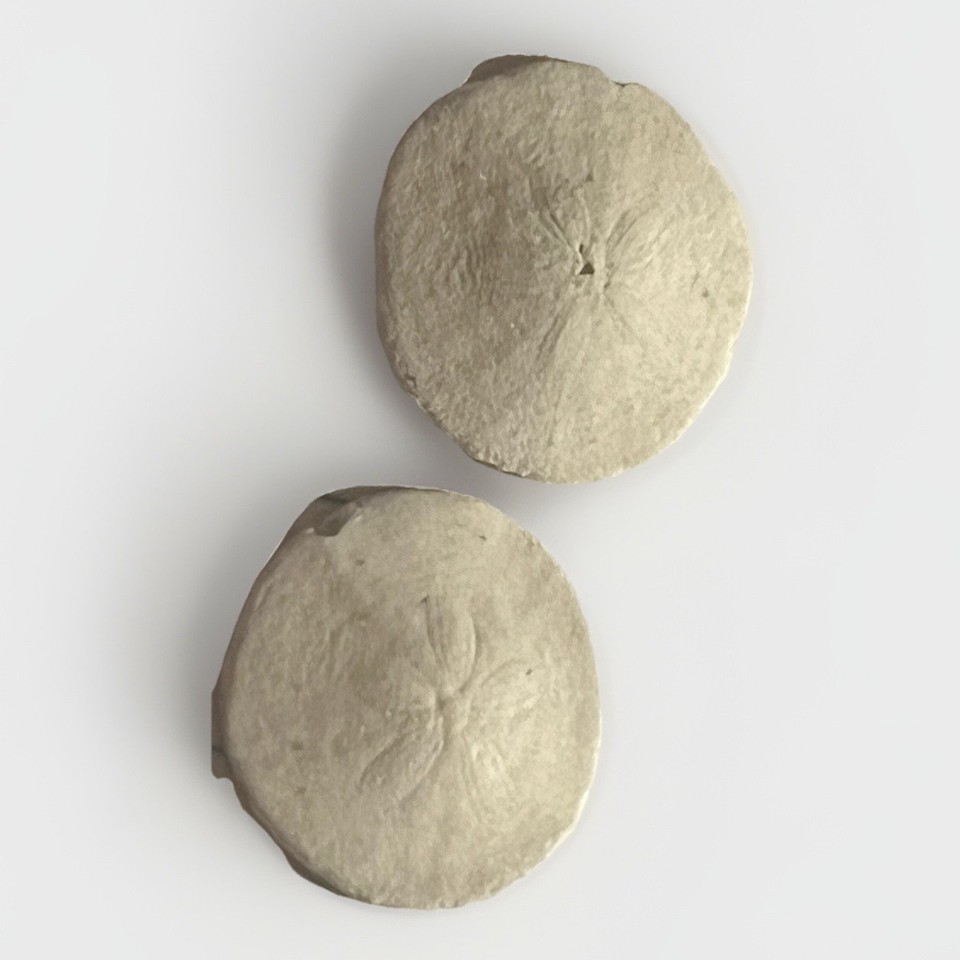 2 Miniature Natural Sand Dollars Tiny Sea Shells Beach Decor - Rare ...
