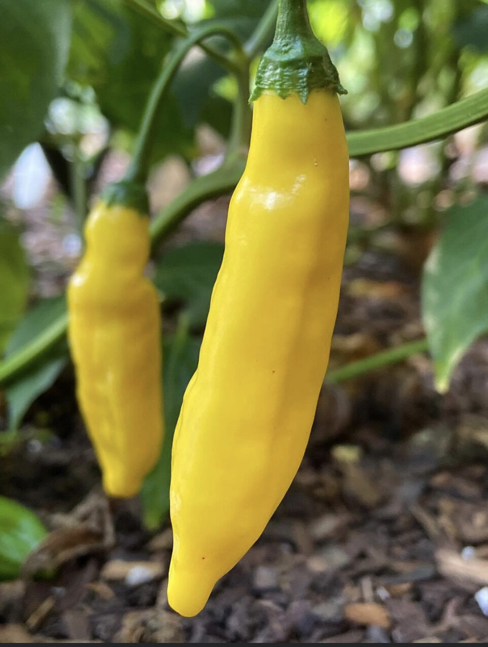 Lemon Drop Pepper Seeds | Aji Lemon Drop | Hot Peppers | Organic | Rare ...