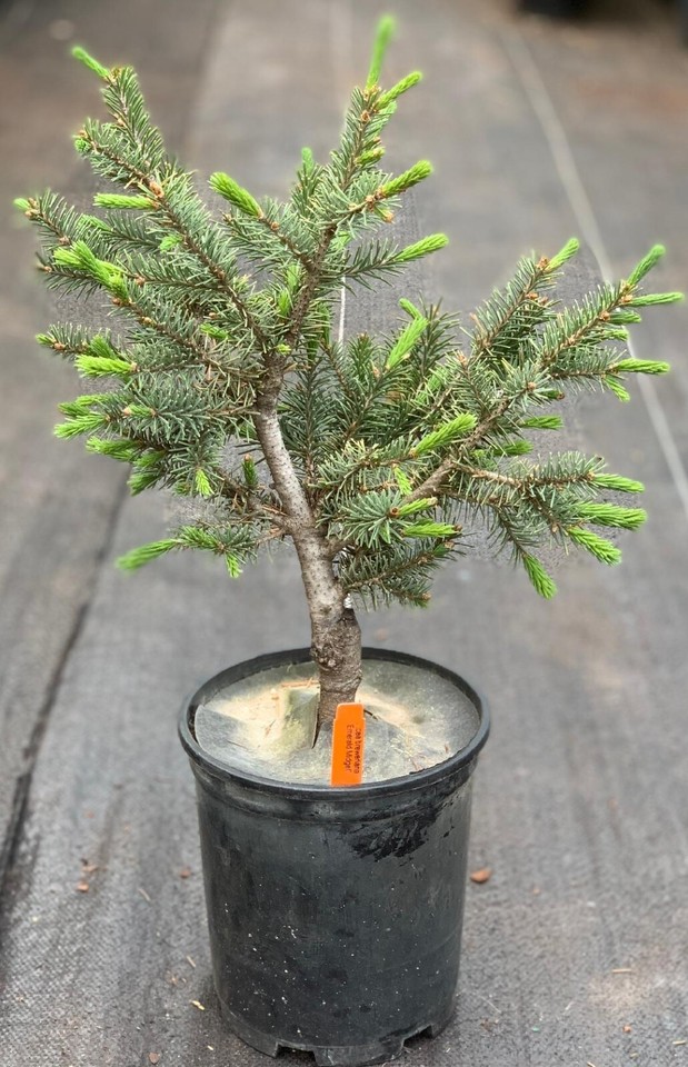 Picea breweriana 'Emerald Midget' (Emerald Midget Brewer's Weeping ...