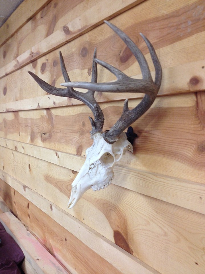 The "Buck Bracket" European Deer and Anteope Skull Hanger, Euro Mount Hooker USA | eBay