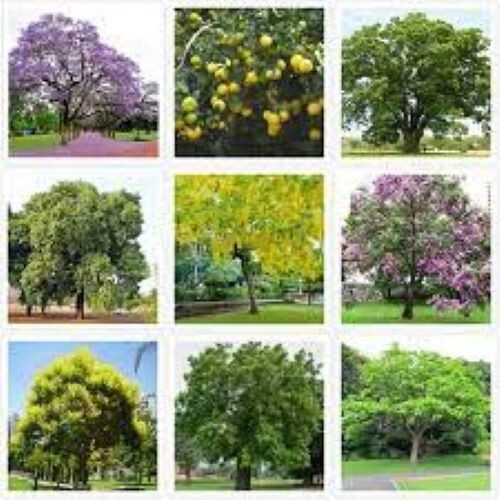 Collection of 200 x mixed tree seeds. Ideal for growing into bonsai ...
