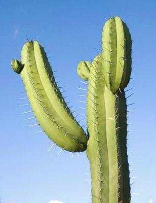 Polaskia Chichipe, grafting stock exotic cacti night flower cactus seed ...