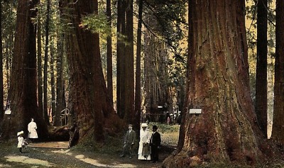 C.1910 Jumbo And Giant, Big Tree Grove, Santa Cruz, CA Postcard P125 | eBay