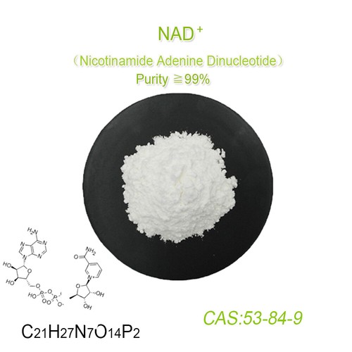 NAD+ Nicotinamide Riboside Powder Nicotinamide Adenine Dinucleotide ≥98 ...