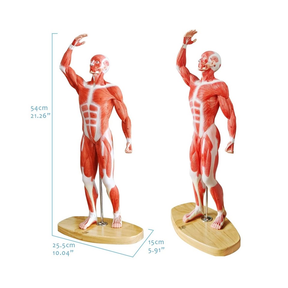 EVOTECH Human Muscle Model-20" Miniature Muscular System Model, Human ...